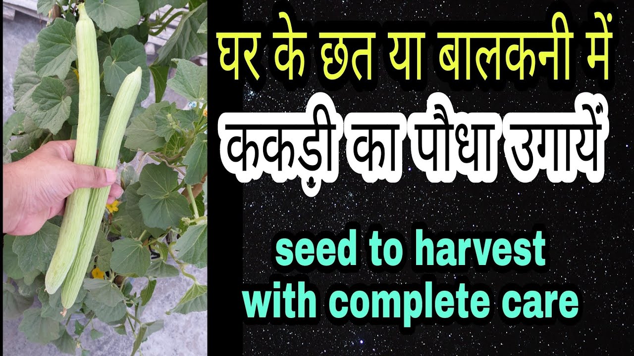 #kakri plant in pot ||How grow kakri plant in roof and balcony || - YouTube