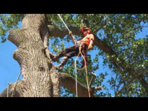Albert Harshaw Tree & Landscape Service - YouTube