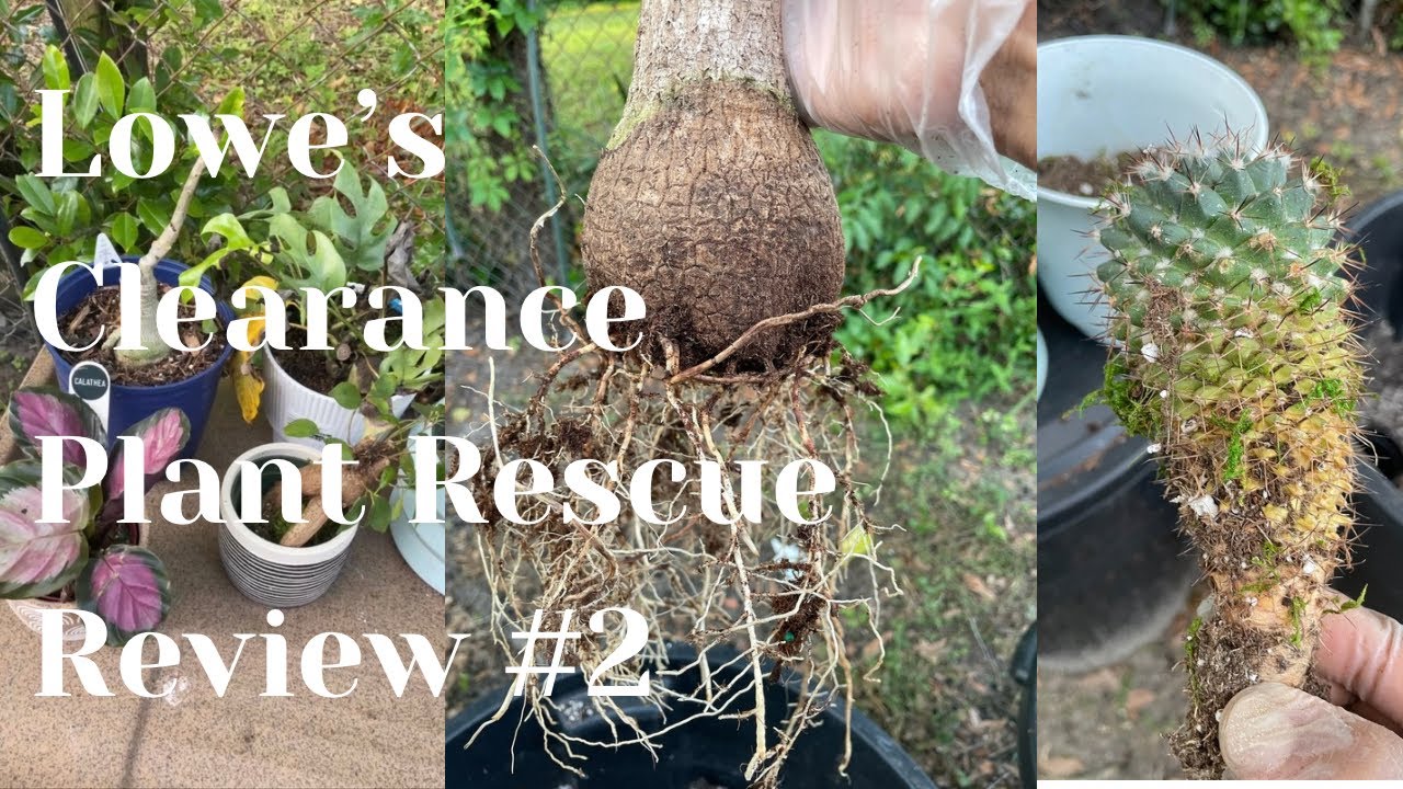 Lowe’s Clearance Plant Rescue Haul | They Need MAJOR Work! - YouTube