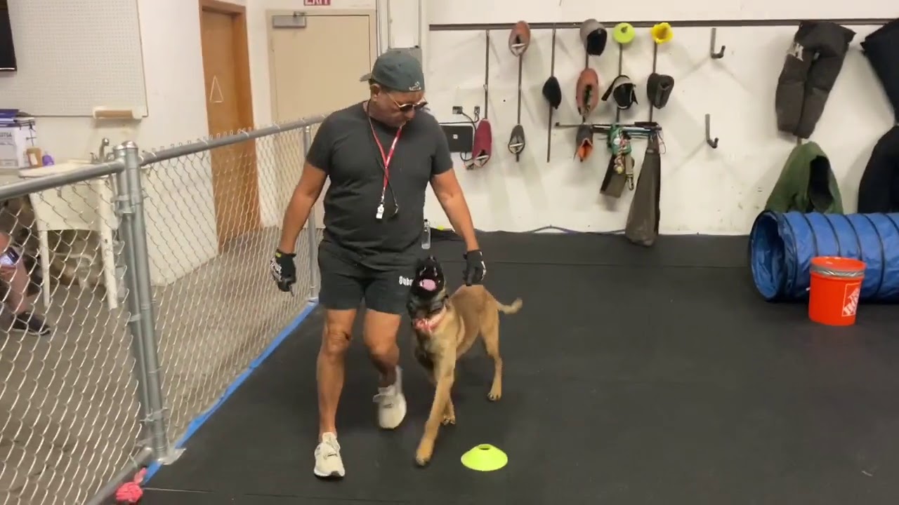 PSA (Protection Sports Association) scenario training with 8 month old ...