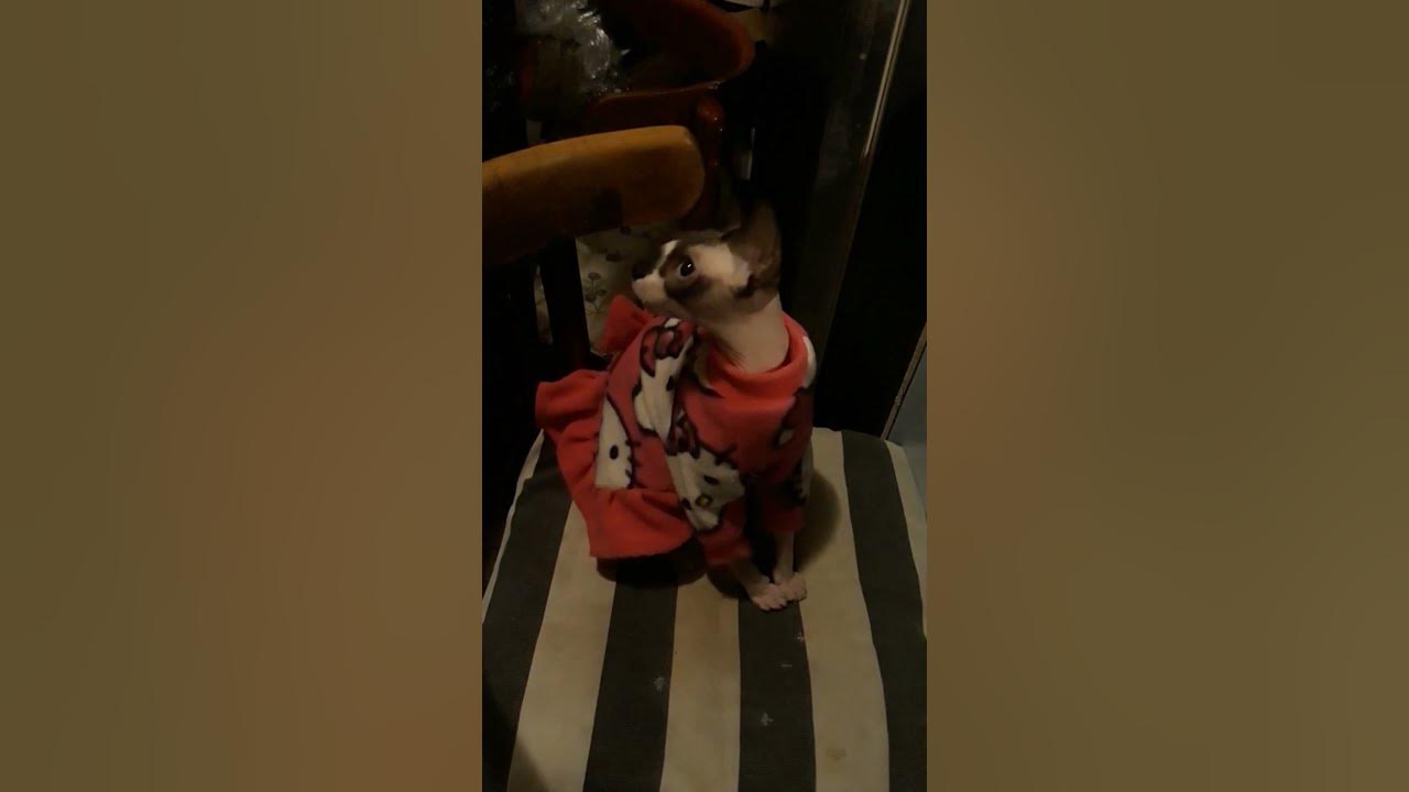 Кошка в платье - YouTube