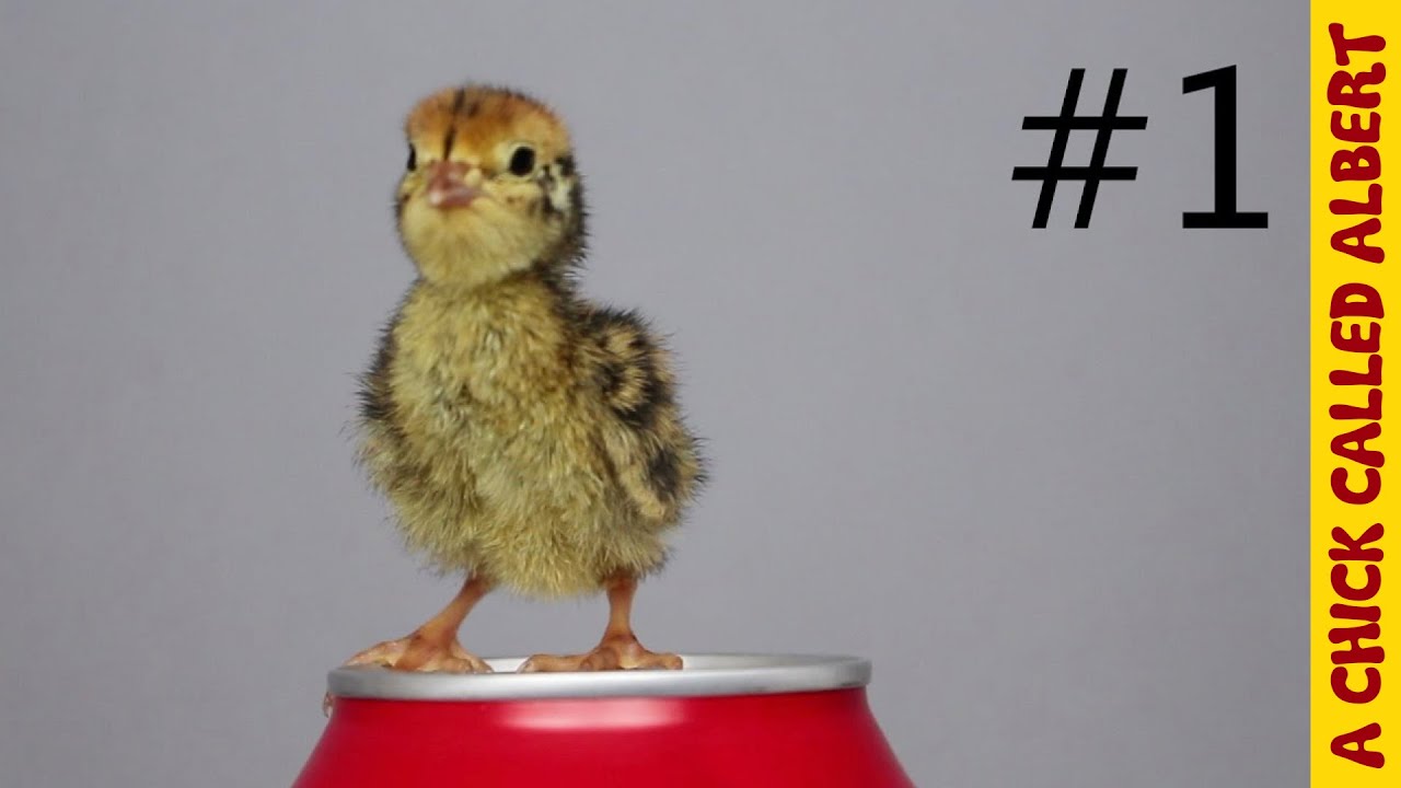 Introducing Albert, an egg from the supermarket - YouTube