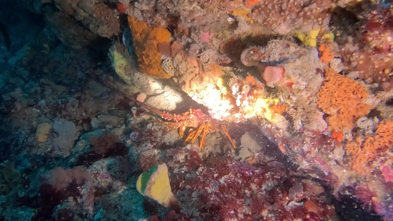 Deep Pinnacle Cray Dive - Apollo Bay Diving - YouTube