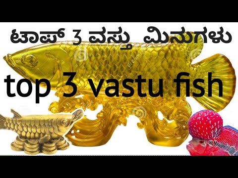 Top 3 vastu fish ಟಾಪ್ 3 ವಾಸ್ತು ಫಿಶ್ - YouTube