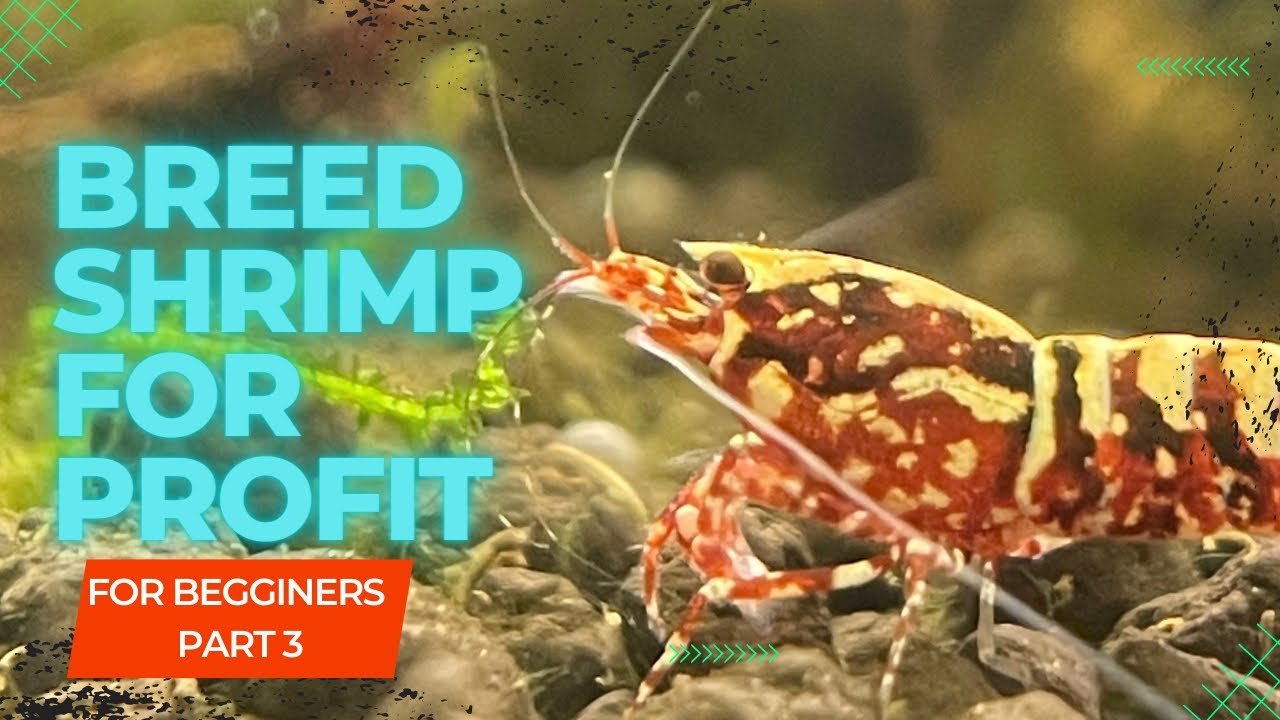 Breeding Shrimp for Beginners Part 3 - YouTube