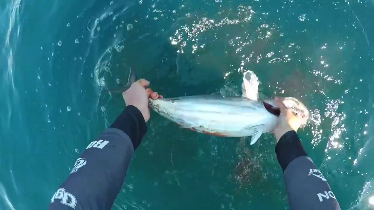 Striped Tuna Fishing Spinning with 25g Jig 21/09/18 - YouTube