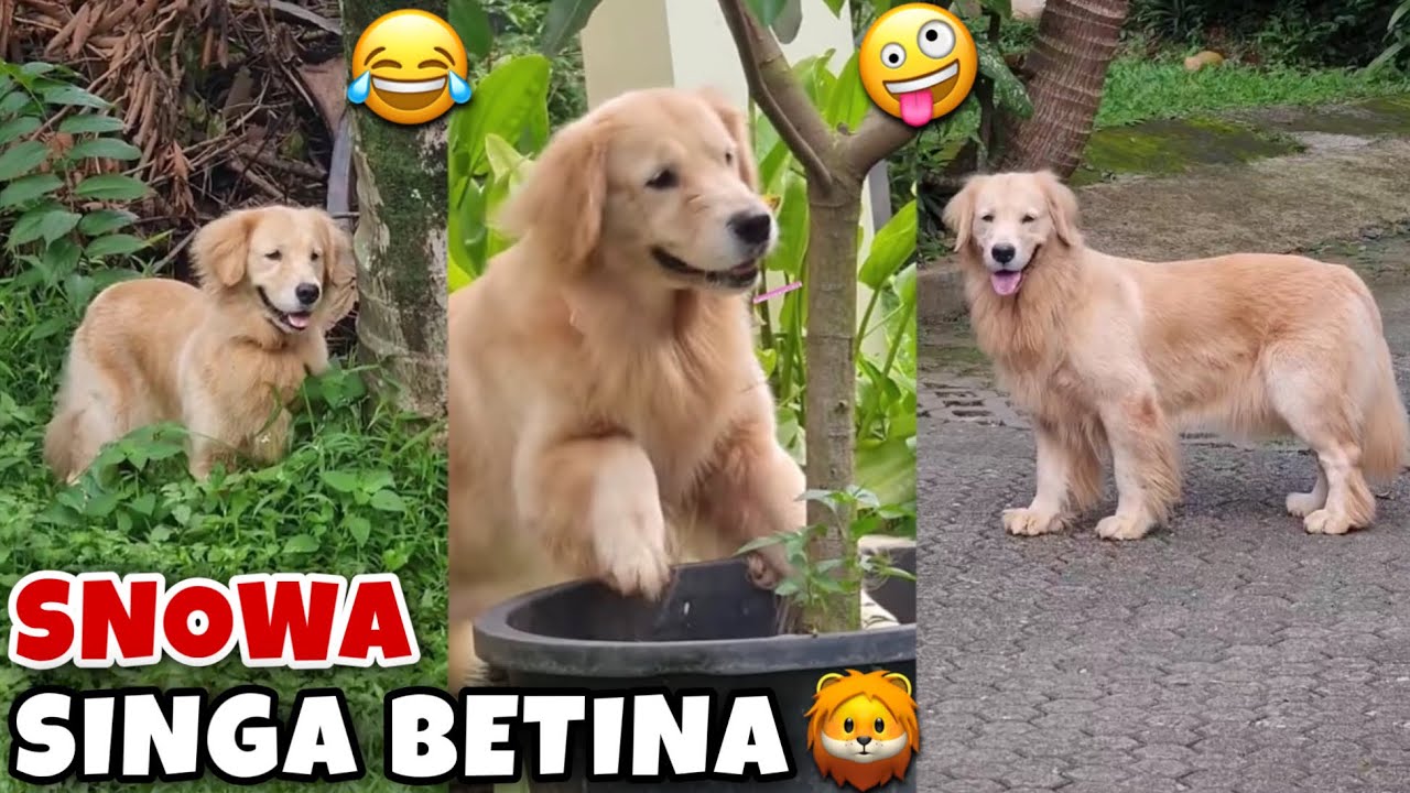 KELAKUAN SNOWA ADAA AJAA ️ BIKIN GEMESS 😍😂 - YouTube