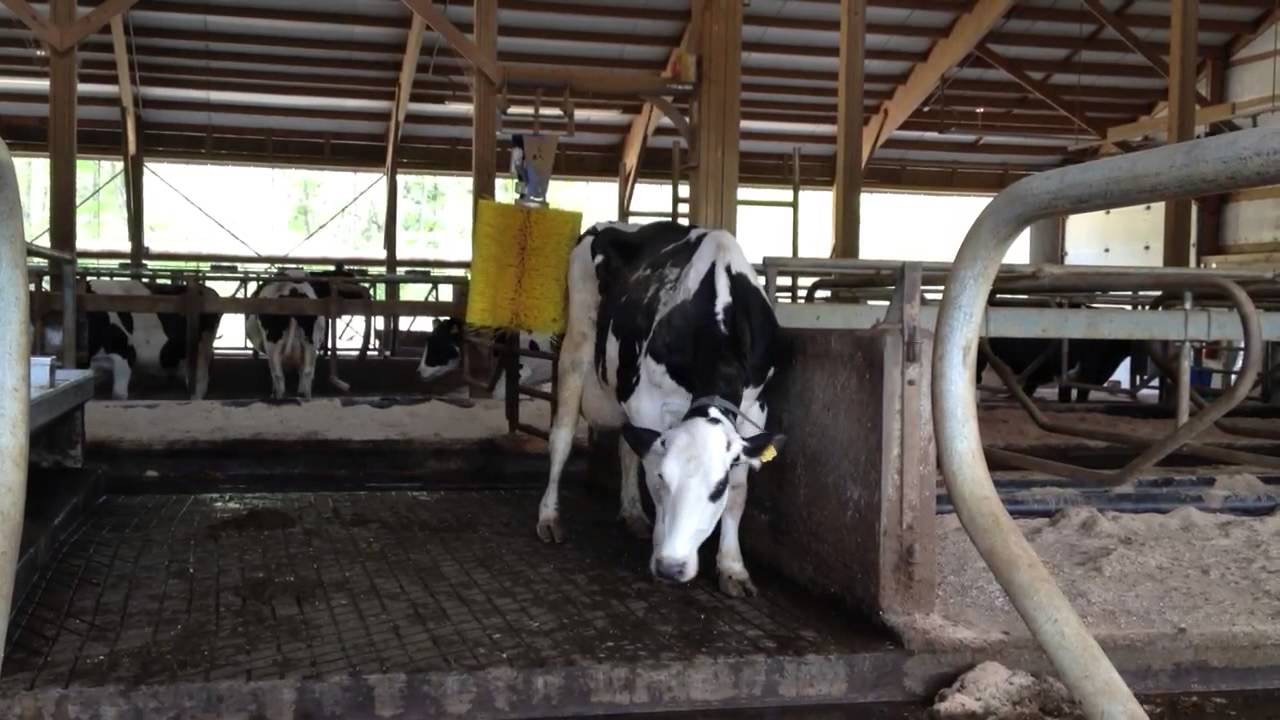 Cow Massage - YouTube