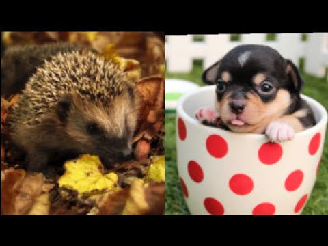 Animal soo cute | best movement captured in camera | Cute animals - YouTube