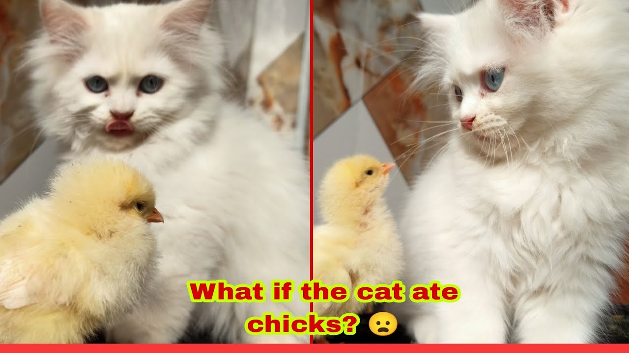 The kitten sincerely wants to be the mother of the - Cat videos 2023 ...