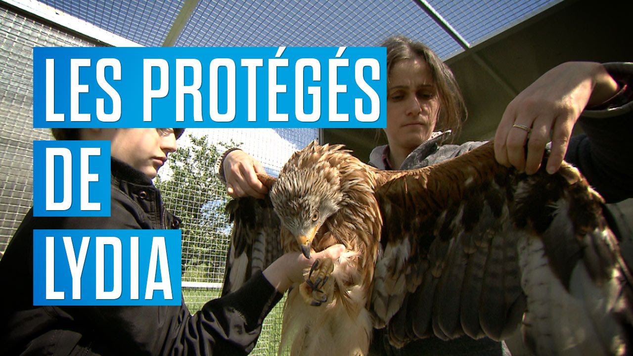 Protection de la faune sauvage poitevine : bienvenue chez Lydia - YouTube