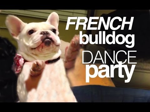 French Bulldog Dance Party - Lucy the Frenchie - YouTube