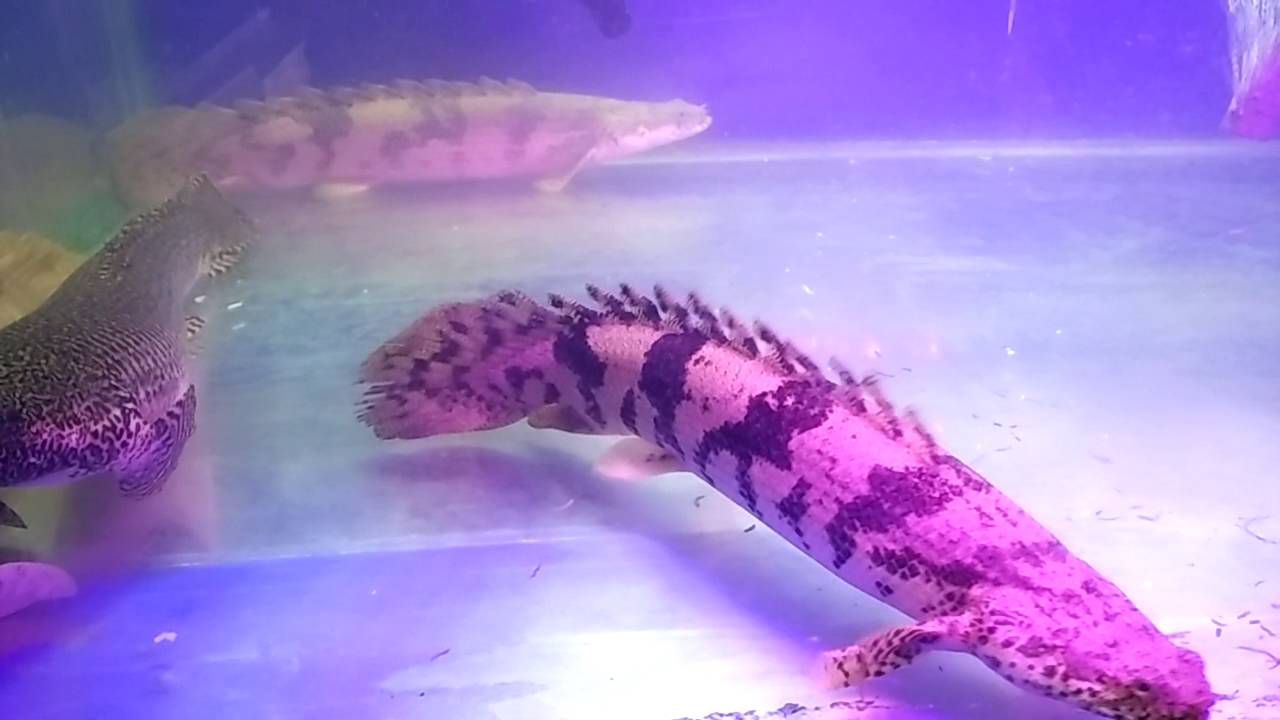 IKAN NAGA DRAGON FISH FRESH WATER TANK - YouTube