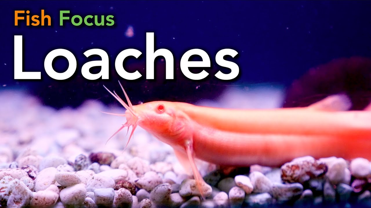 Fish Focus - Loaches - YouTube