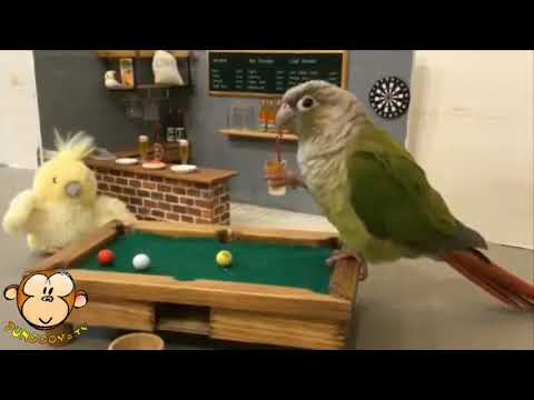 EN KOMİK PAPAĞAN VE KUŞ VİDEOLARI (GÜLME GARANTİLİ 2020)