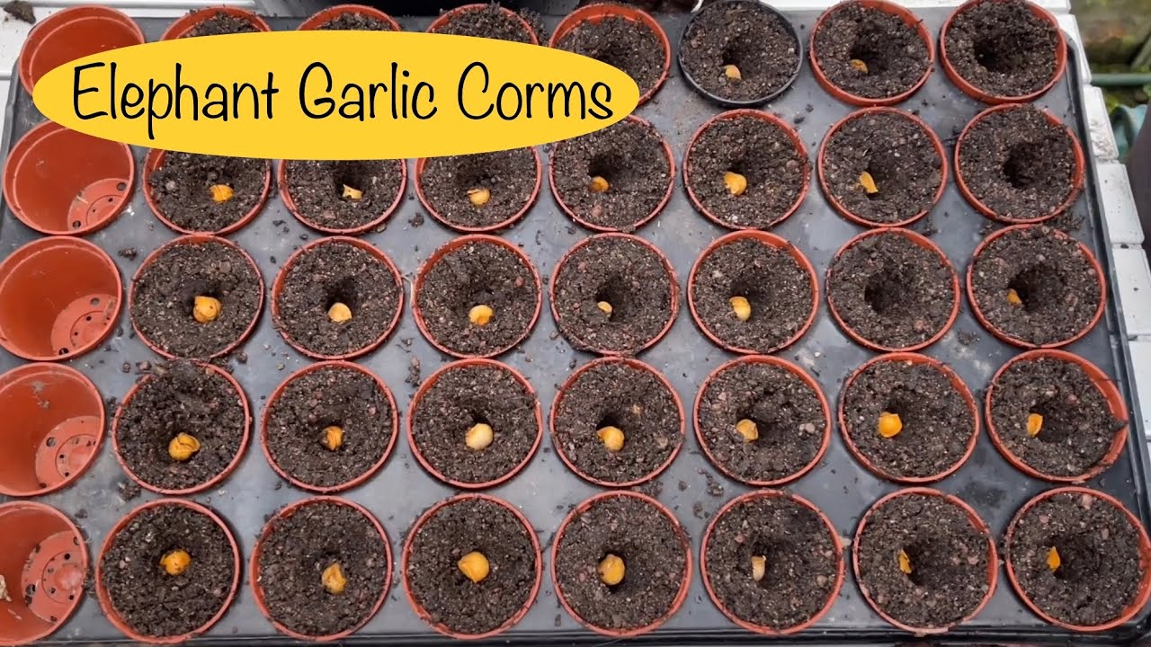 Planting Elephant Garlic Corms in Modules | Episode 5 - YouTube
