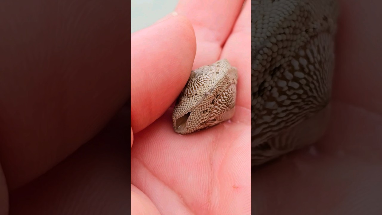 Beautiful chiton rolls up Playa del Carmen Mexico tropical Caribbean ...