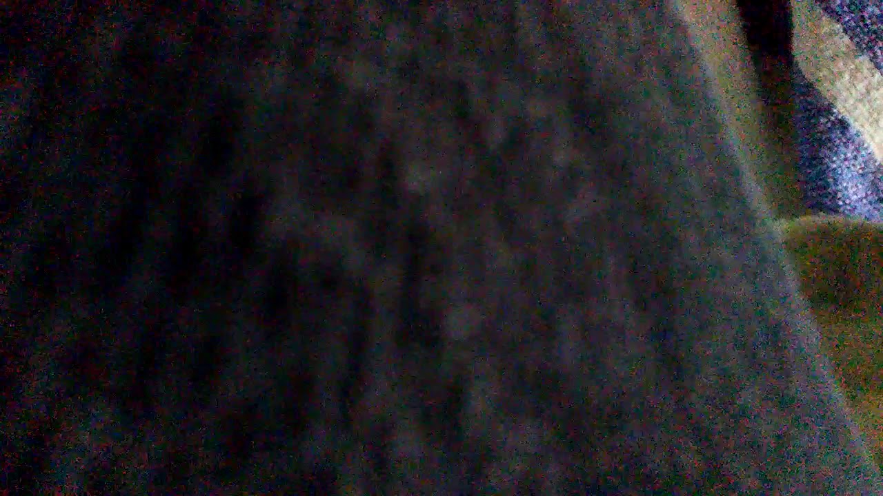 Flightless moth - YouTube