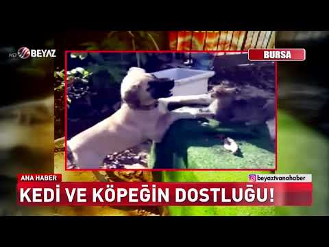 Kedi ve köpeğin dostluğu!