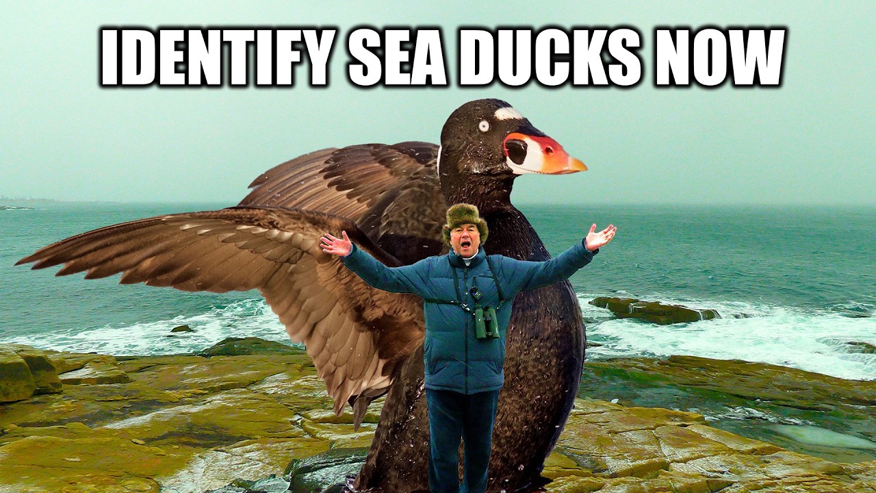 How to Identify SEA DUCKS the EASY WAY - YouTube