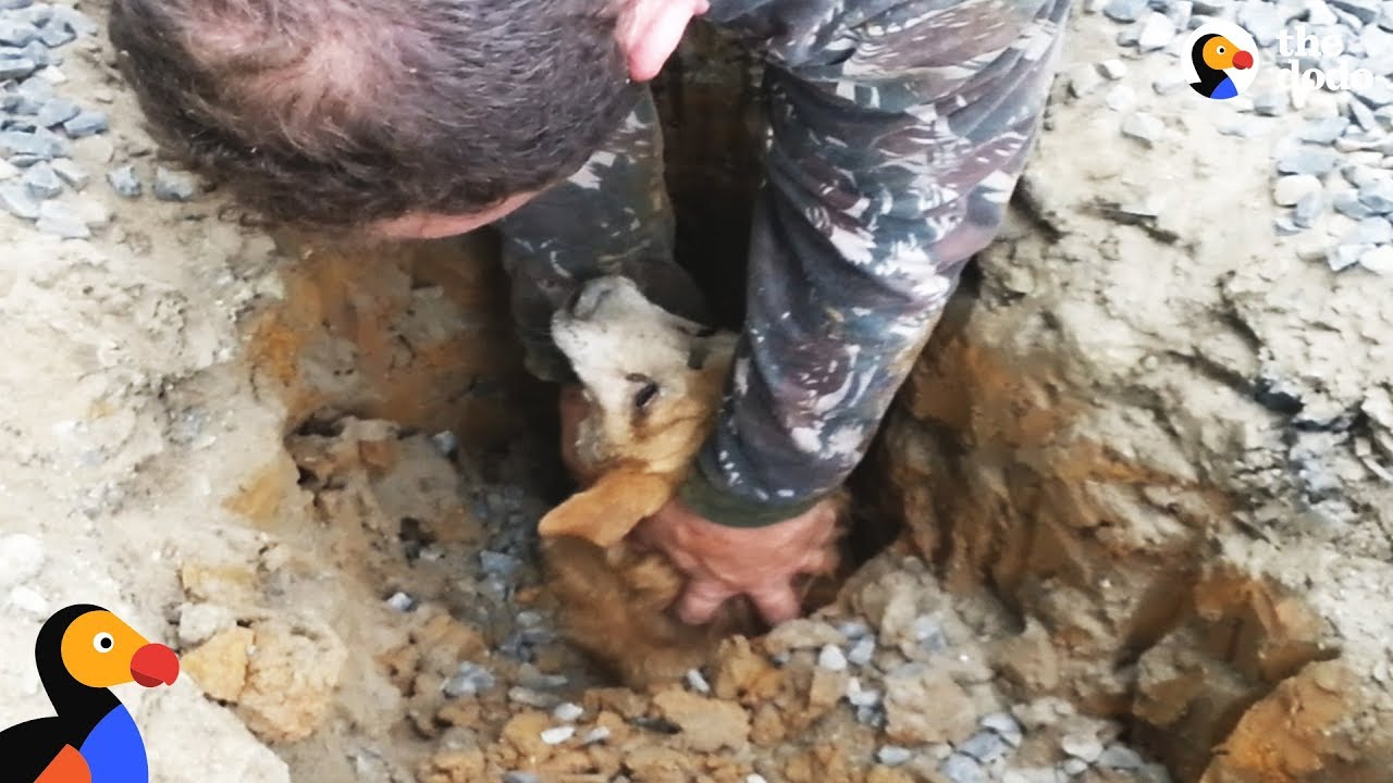 Dog Trapped Underground Rescued Just in Time | The Dodo - YouTube