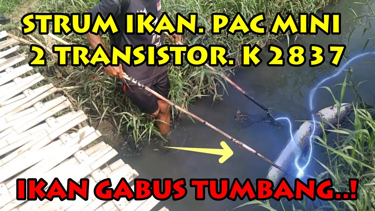Percobaan Strum Ikan PAC Mini 2 Transistor #Part_1 #fishing - YouTube
