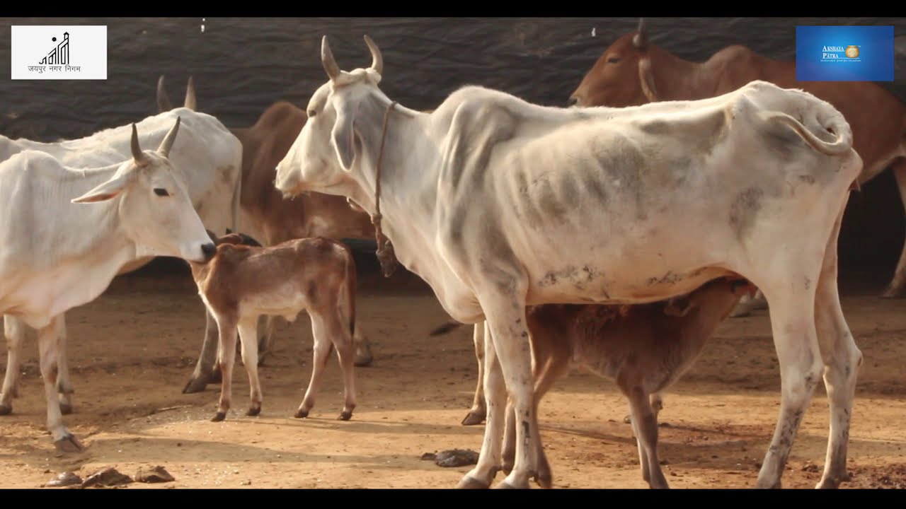 World's Largest Hingonia Cow Rehabilitation Centre | Overview - YouTube