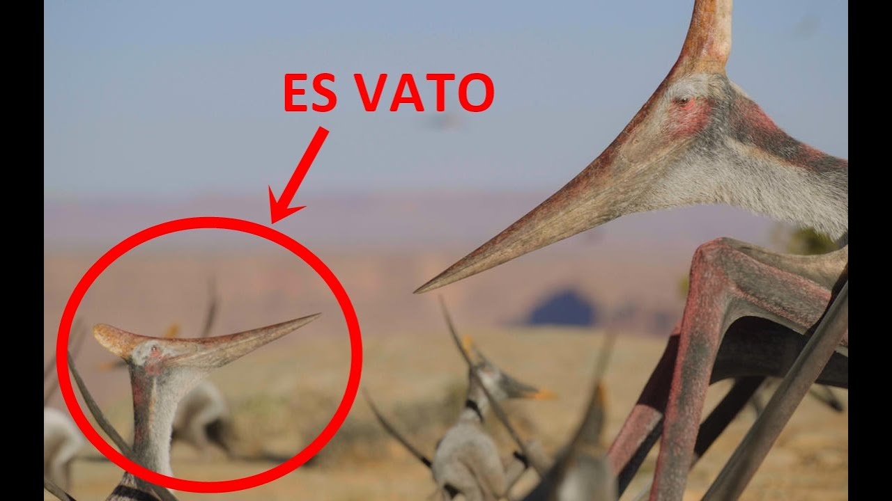 Barbaridactylus es vato - YouTube