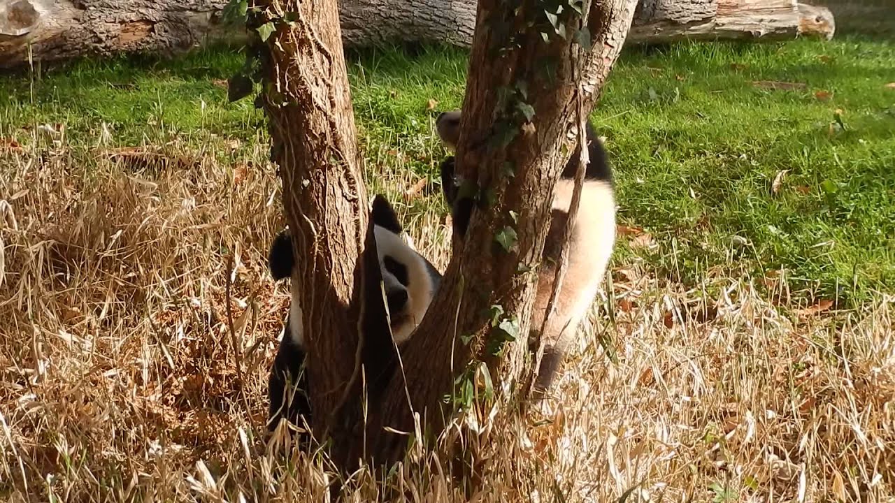 Bao Bao Panda Cub stuck in tree 4/12/2014 - YouTube