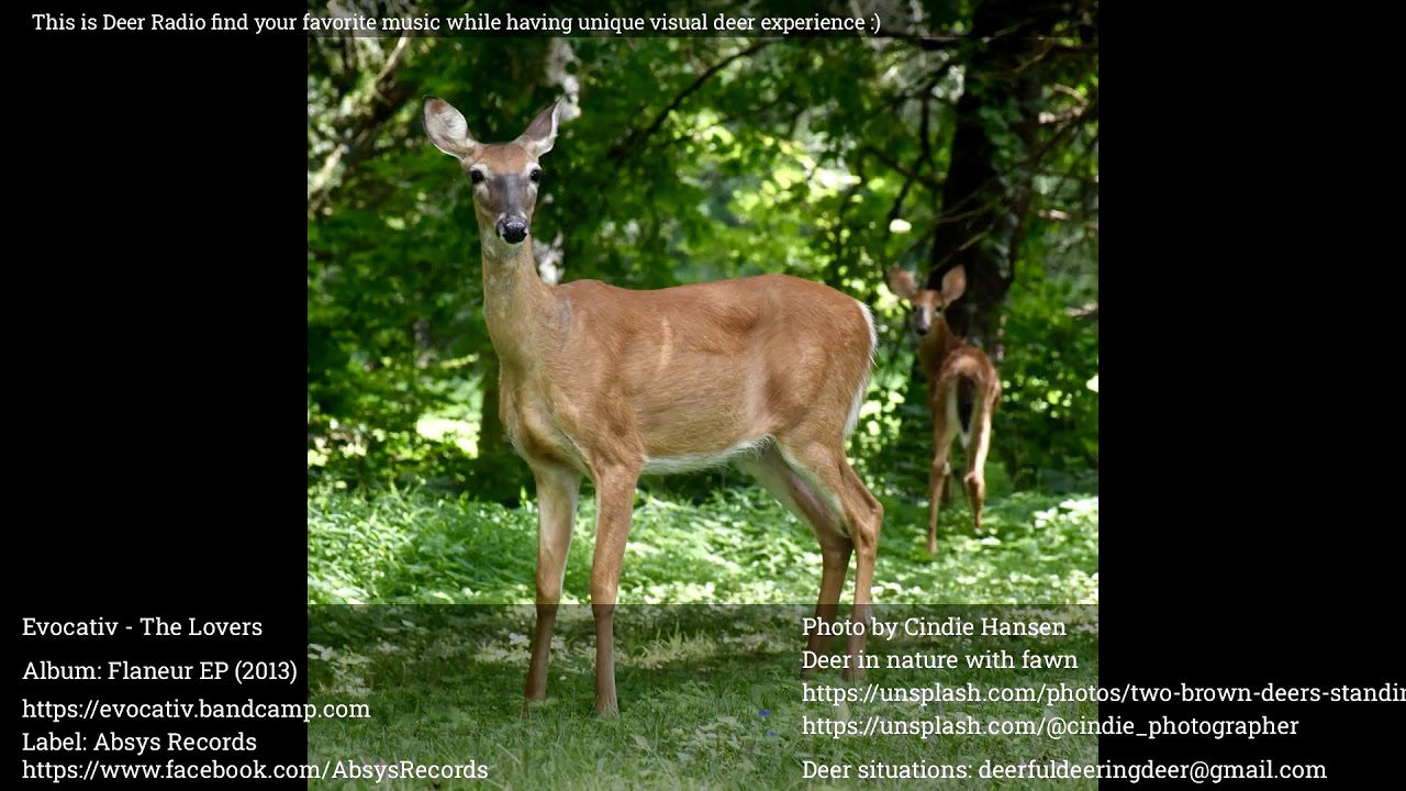 Deer Radio 24/7: find your favorite music while having unique audio ...