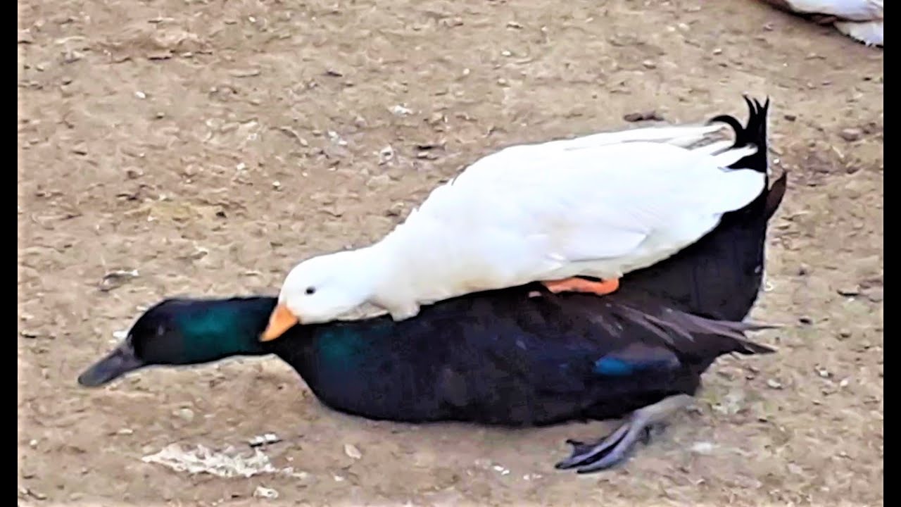 Cayuga Duck