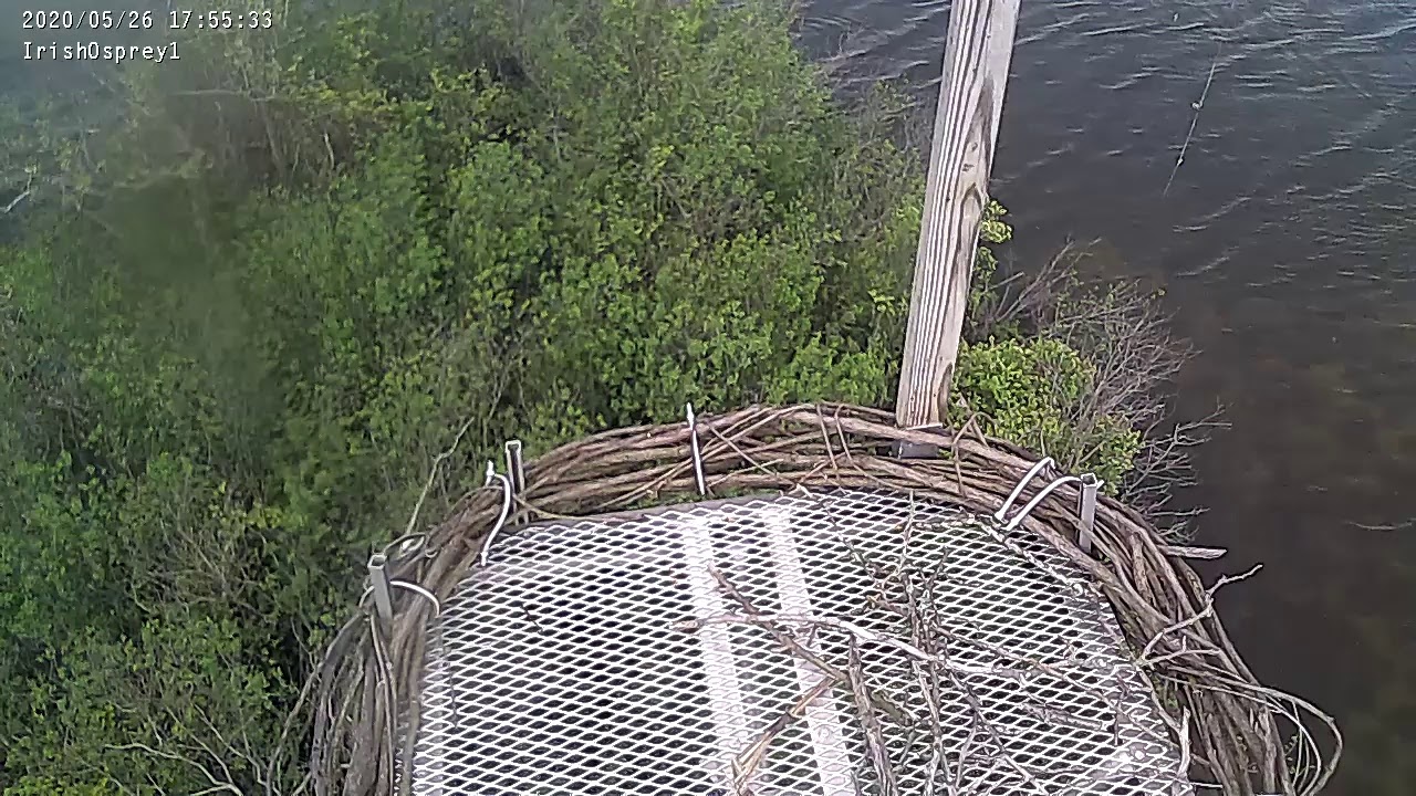 Irish Lake Indiana Osprey Cam Live Stream - YouTube