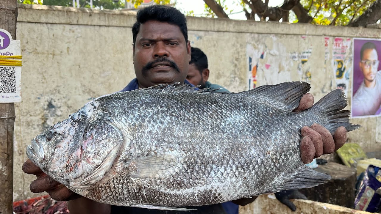 KAL KODUVA FISH 🐠 CUTTING BY SPEED SELVAM ⚔️🔥 - YouTube