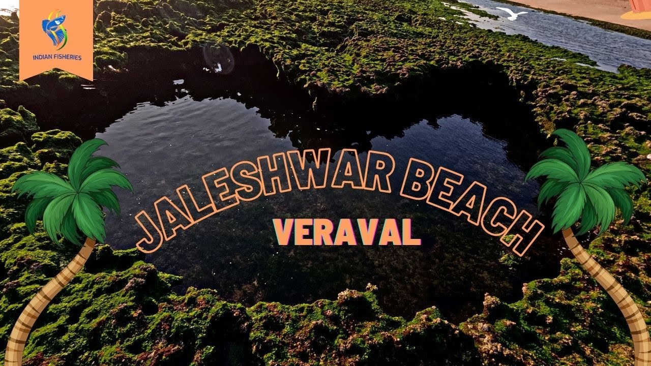 Jaleshwar Beach | Veraval | Indian Fisheries #beach #beachlife #viral # ...