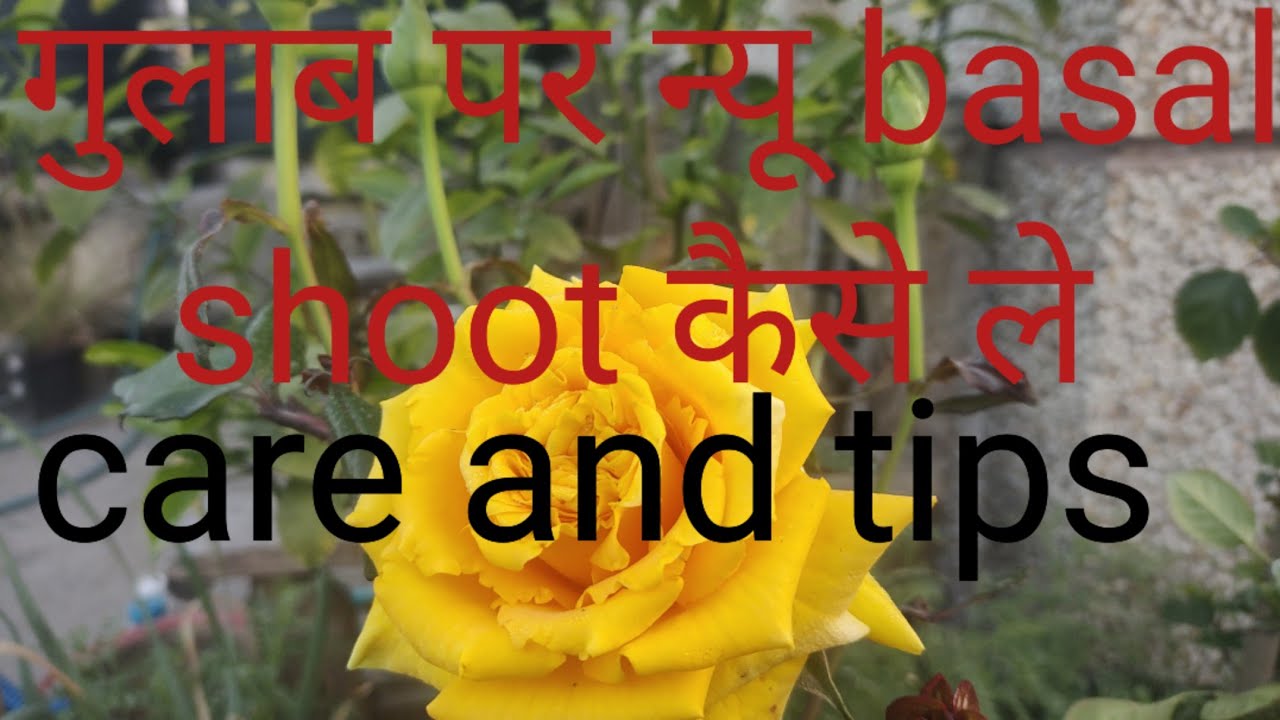 गुलाब पर न्यू बेसल शूट #Rose plant growing tips @ Basal shoot from rose ...