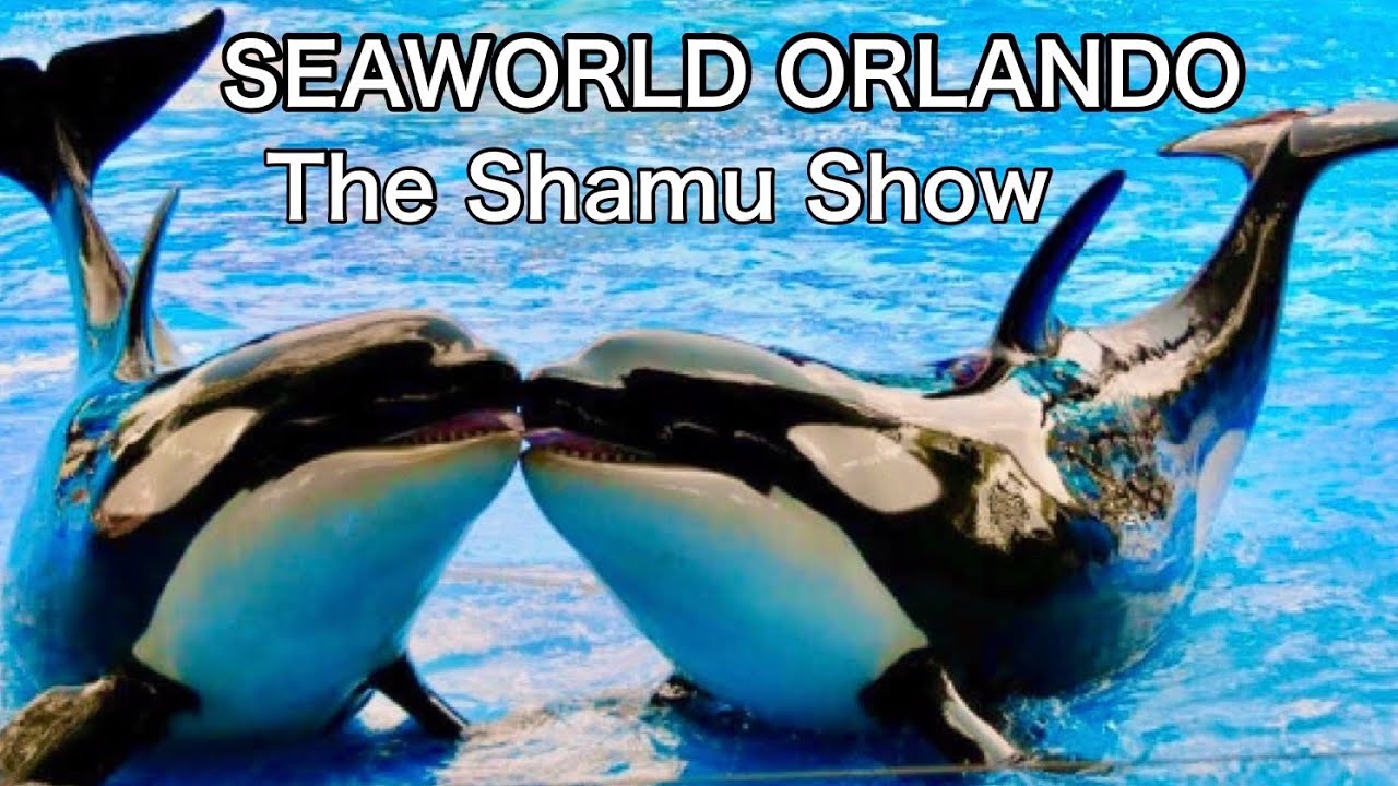 SHAMU SeaWorld Orlando, Florida - YouTube