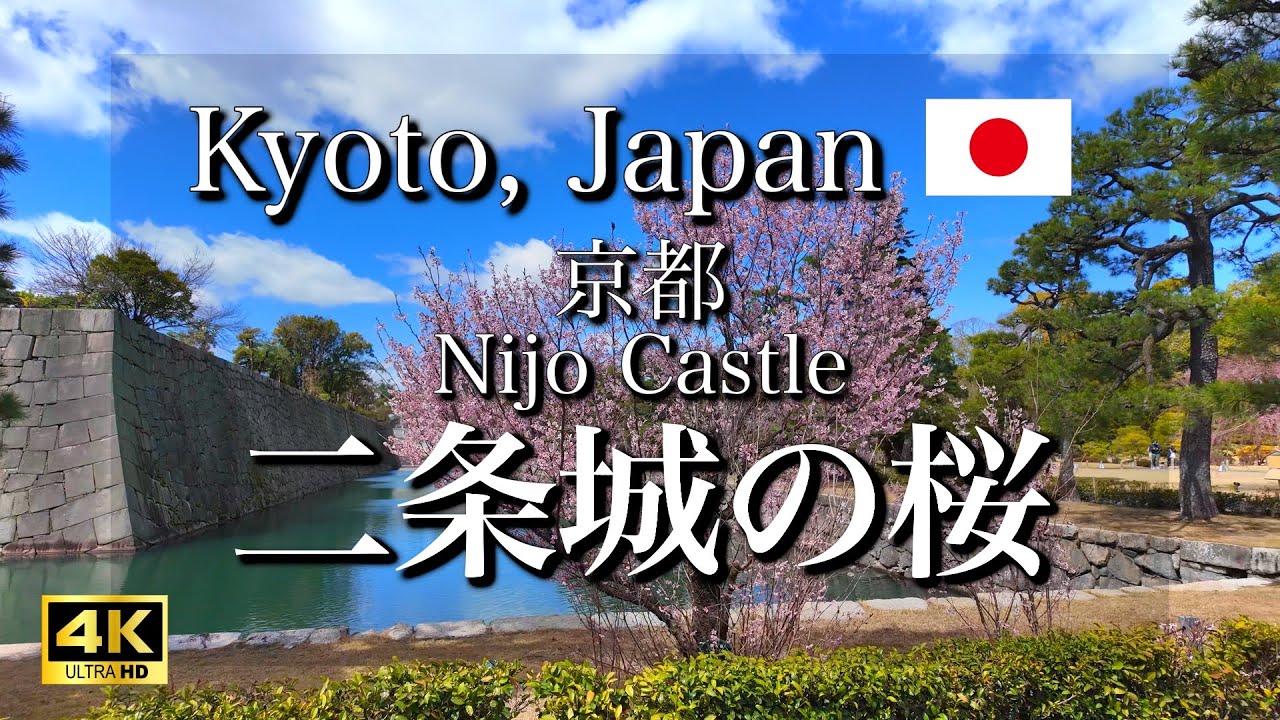 Nijo Castle in Kyoto, Japan | Cherry Blossom Bloom Information - YouTube