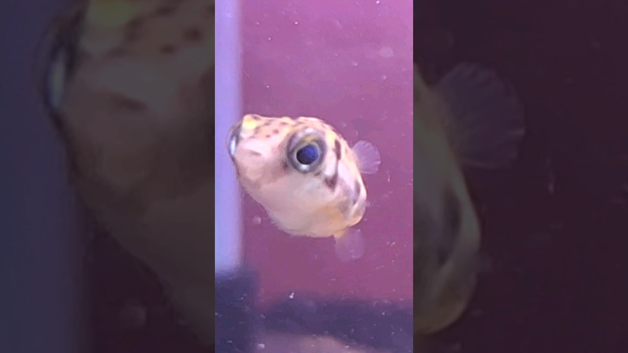 cute pac-man pufferfish #fish #aquarium #instagood #pufferfish #usa # ...