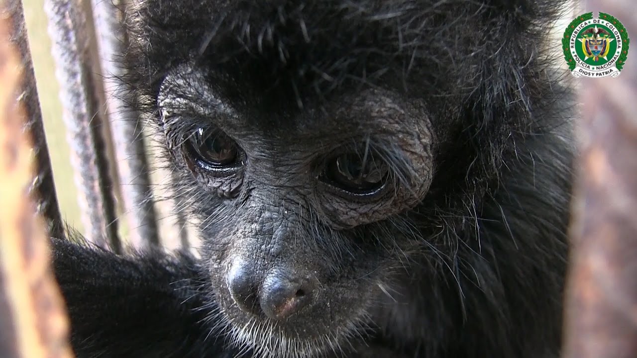 Conoce a la Marimonda una especie en peligro de extinción en Córdoba ...