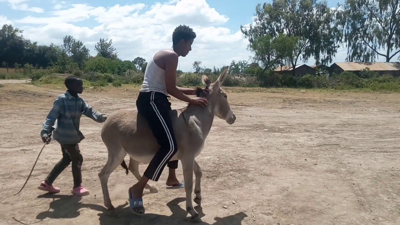 Meet the first man who can ride a donkey.in Africa. - YouTube