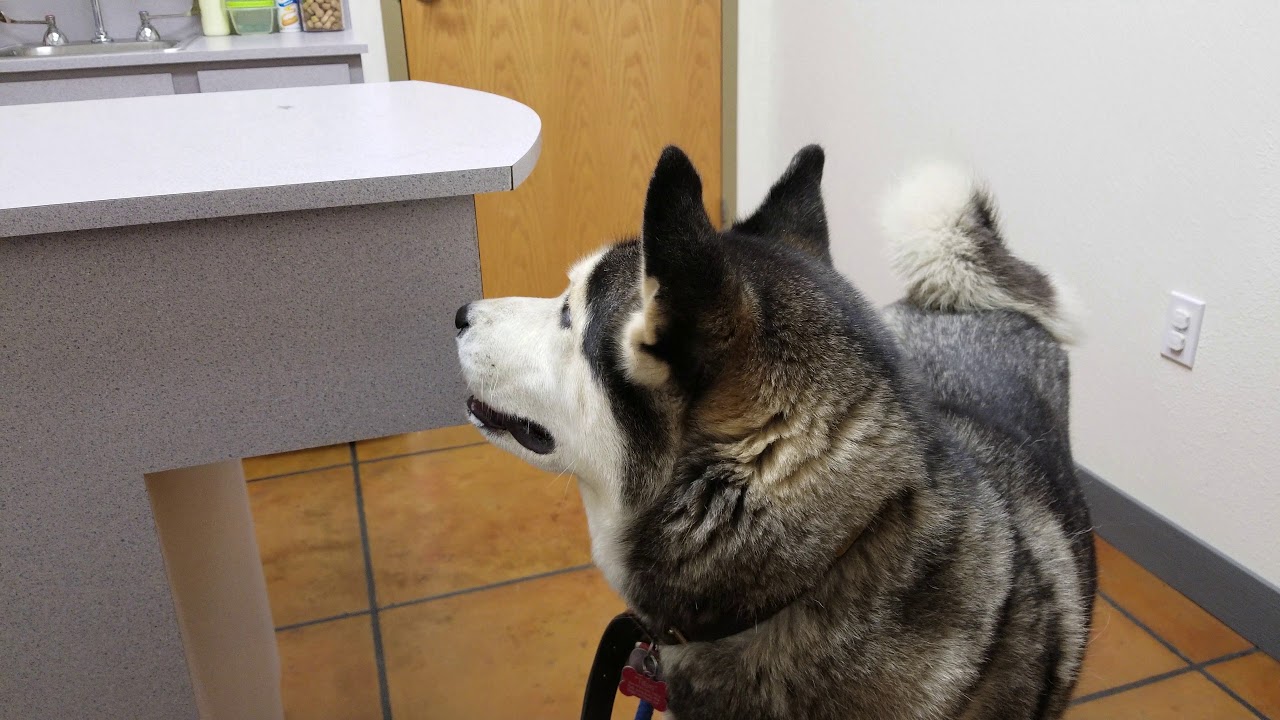Titan the Husky: Going to the Vet - YouTube