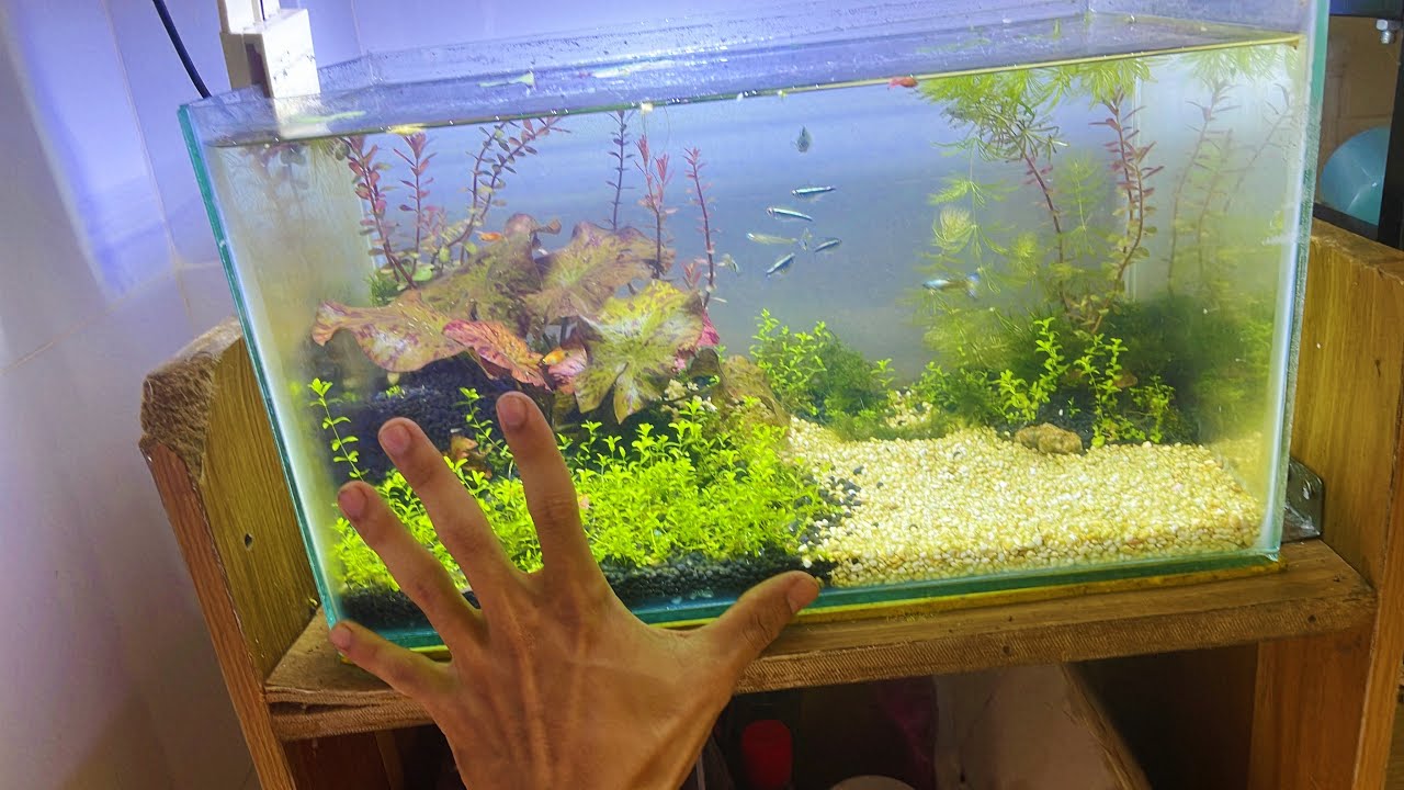 40cm x 20cm fish tank style - YouTube
