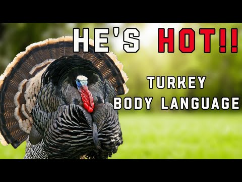 He's Hot: How To Read A Turkey's Body Language