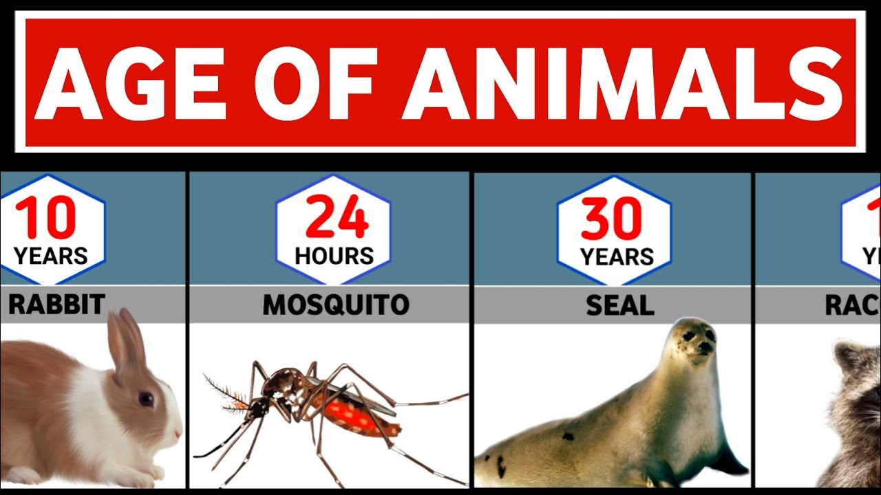 Age Of Animals - YouTube