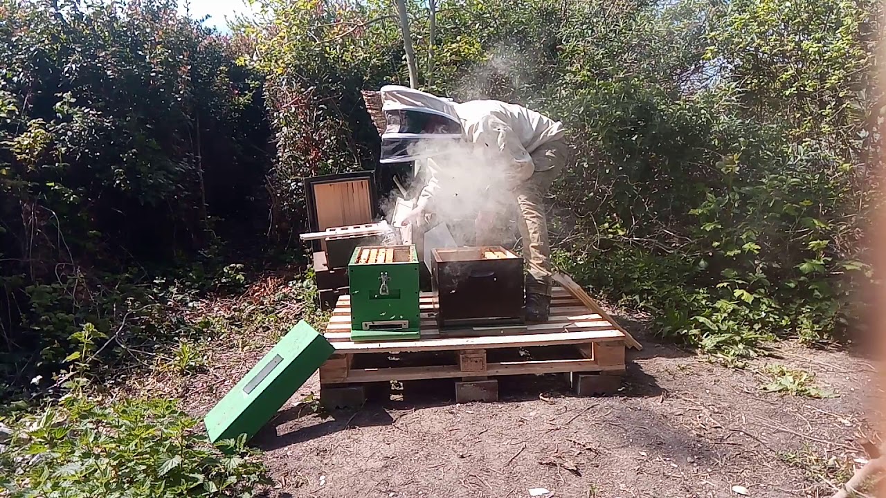 When To Rotate Brood Boxes at Harrison Jennette blog