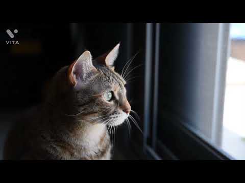 O kabira Status/ Cute cat/Sad Moment