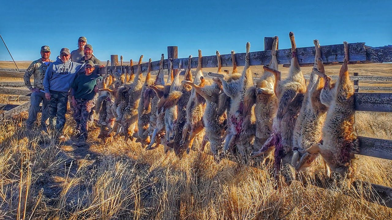 Action-Packed 10 Coyote Day in Colorado! - The Last Stand S4E5 - YouTube