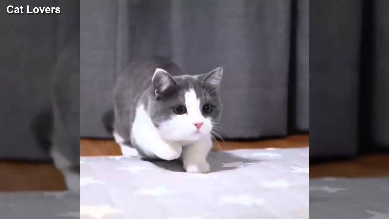Cute Cat Funny Ready Go Run - YouTube