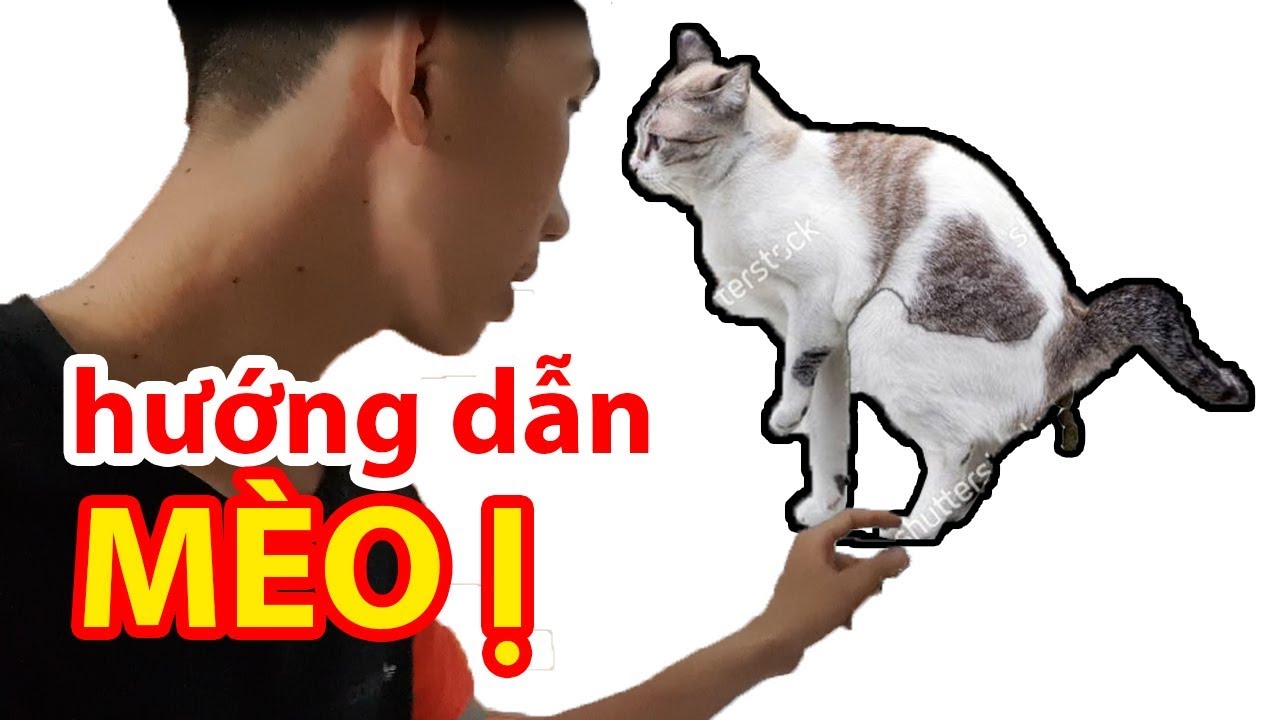 Mèo ỉa THÚI Hết Nhà và Cách Để Dạy Thành Công 100% - How to teach the ...
