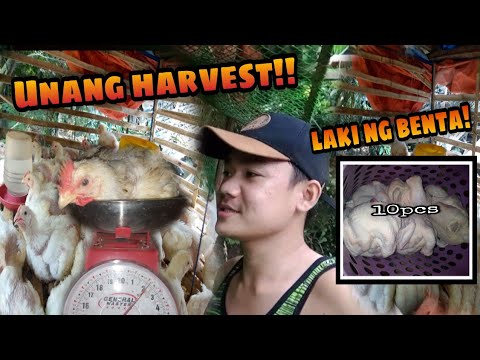 Naka HARVEST na ng MANOK | Laki ng benta sa unang harvest ng 45 days BROILER CHICKEN | JAY TIPS ...